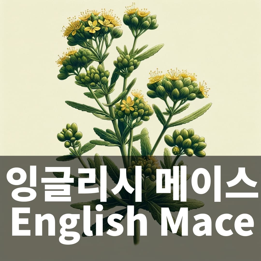 Mace In English Dictionary at Gregory Klink blog