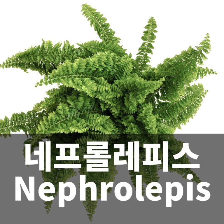 Nasa가 선정한 공기정화식물 12위 네프롤레피스 Nephrolepis 키우기 가드닝홈센터