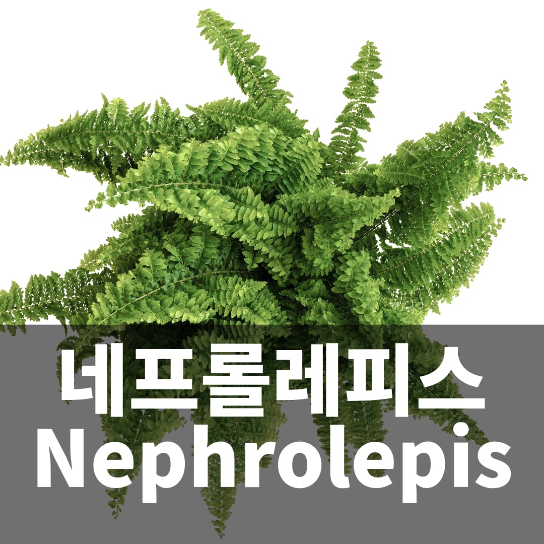 Nasa가 선정한 공기정화식물 12위 네프롤레피스 Nephrolepis 키우기 가드닝홈센터