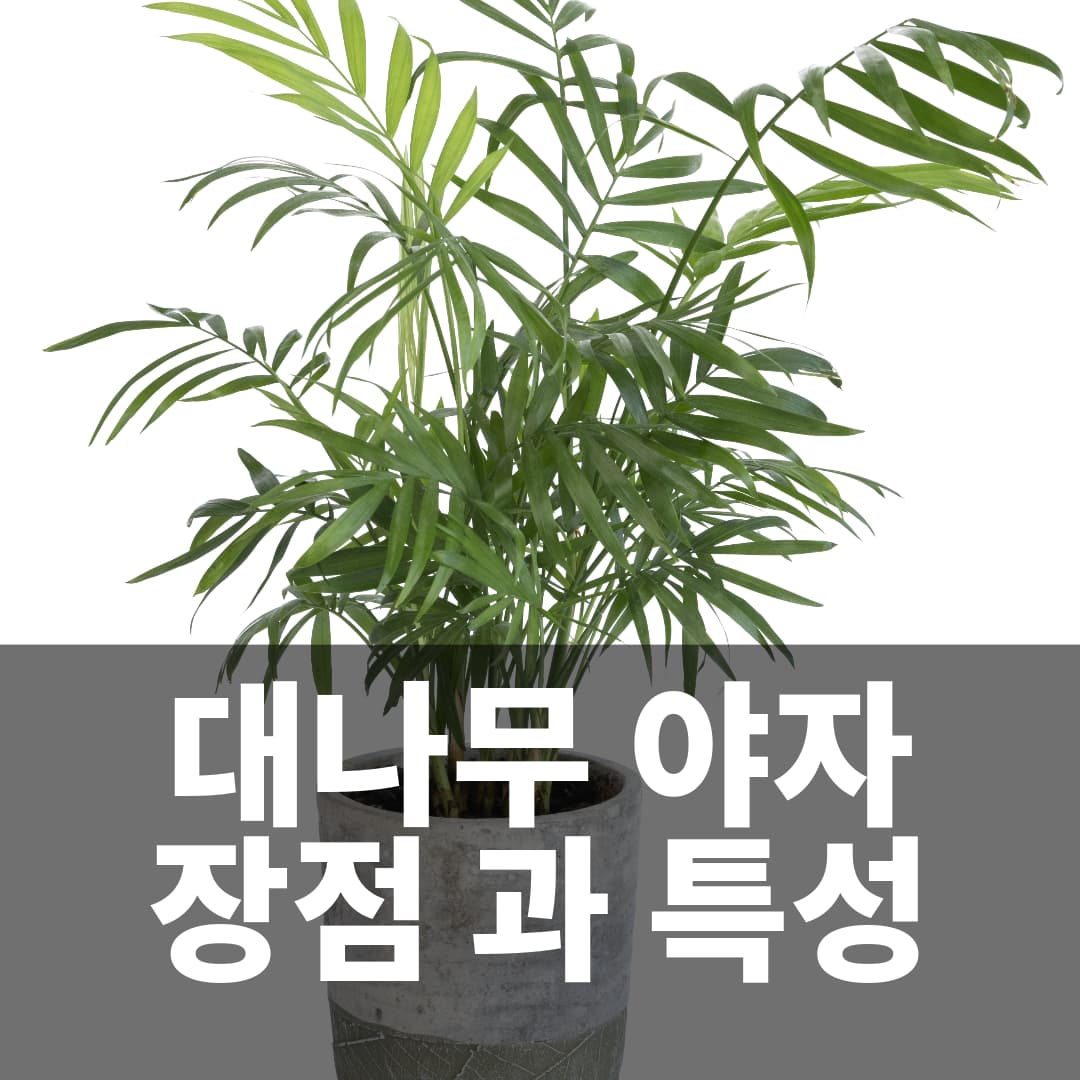 Nasa가 선정한 공기정화식물 3위 대나무 야자 Bamboo Palm 키우기 가드닝홈센터