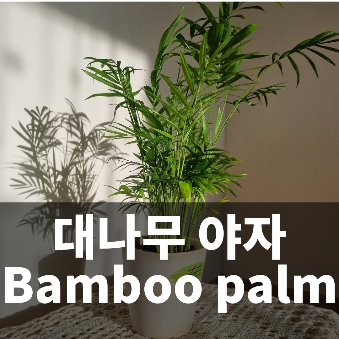 Nasa가 선정한 공기정화식물 3위 대나무 야자 Bamboo Palm 키우기 가드닝홈센터