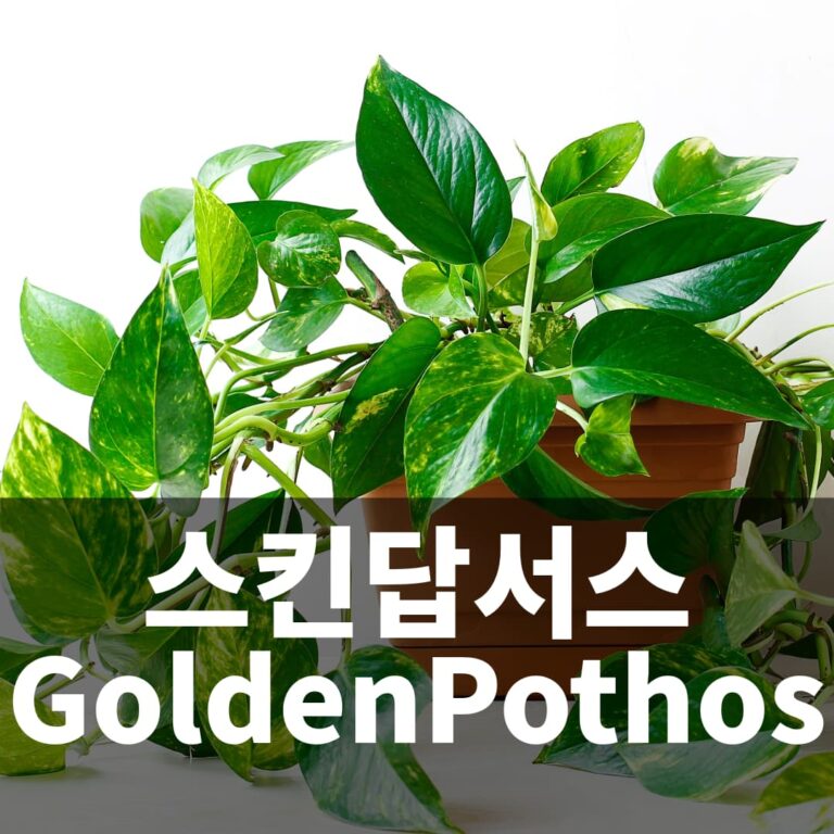 Nasa가 선정한 공기정화식물 10위 스킨답서스 Golden Pothos 키우기 가드닝홈센터