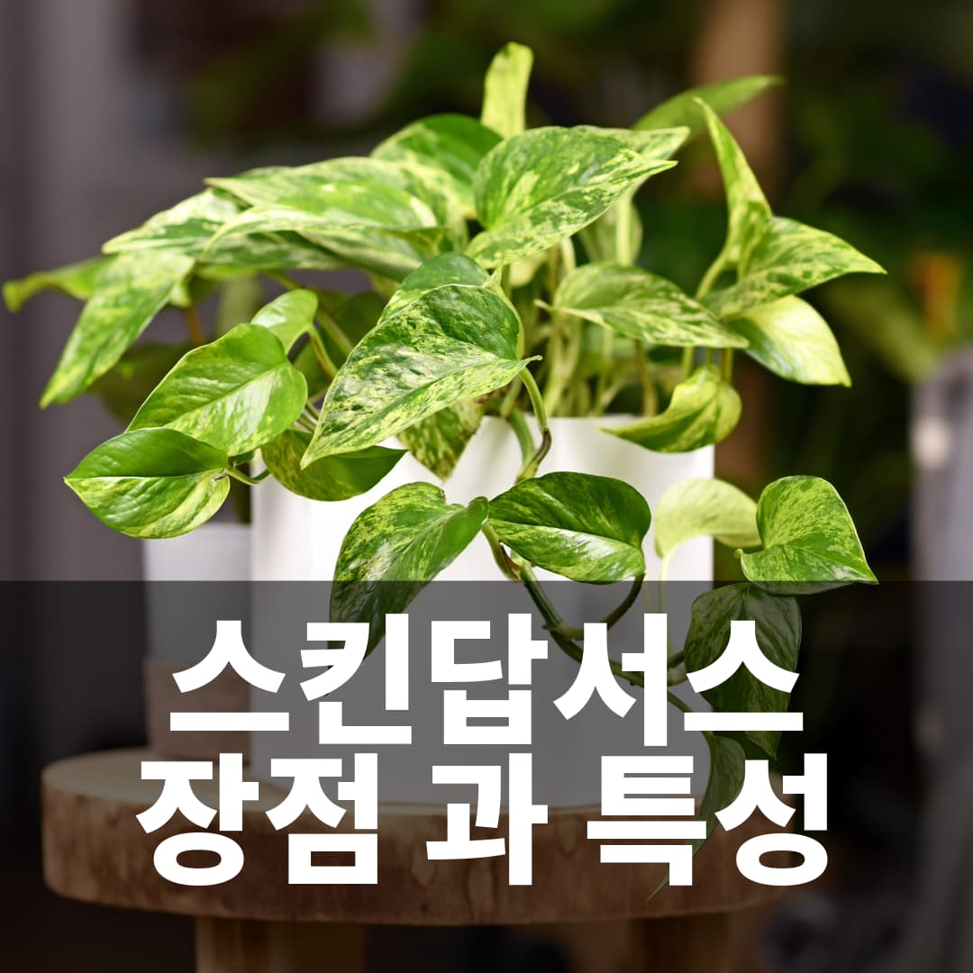 Nasa가 선정한 공기정화식물 10위 스킨답서스 Golden Pothos 키우기 가드닝홈센터