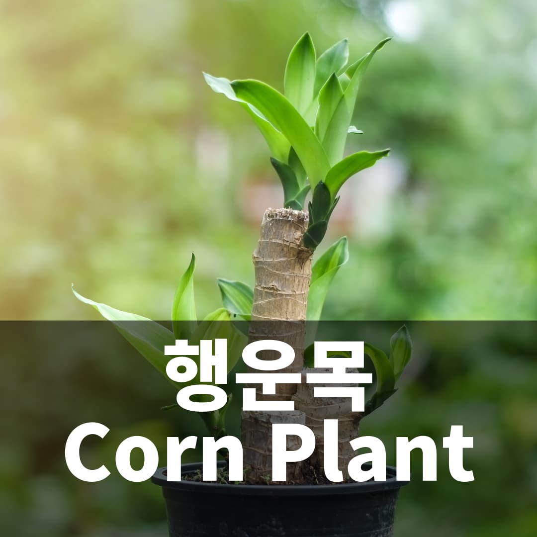 Nasa가 선정한 공기정화식물 11위 행운목 Corn Plant 키우기 가드닝홈센터