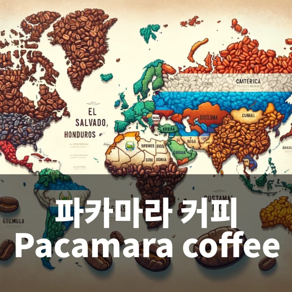 커피품종 파카마라 커피 Pacamara coffee